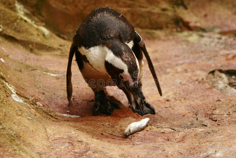 218 Penguin Eating Fish Stock Photos - Free & Royalty-Free Stock Photos ...