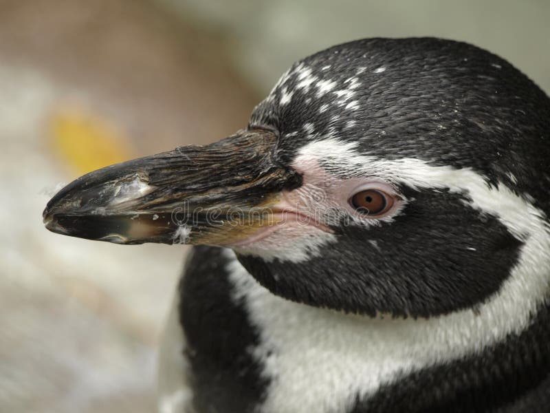 Penguin stock photo. Image of black, head, penguin, white - 15502150