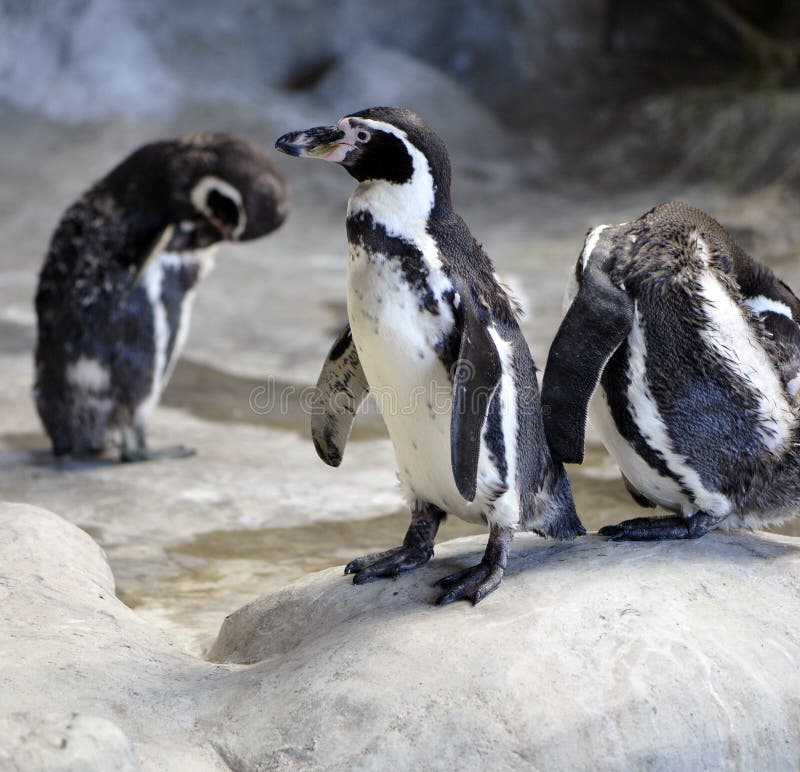 Singing penguins stock photo. Image of feet, four, gathering - 767328