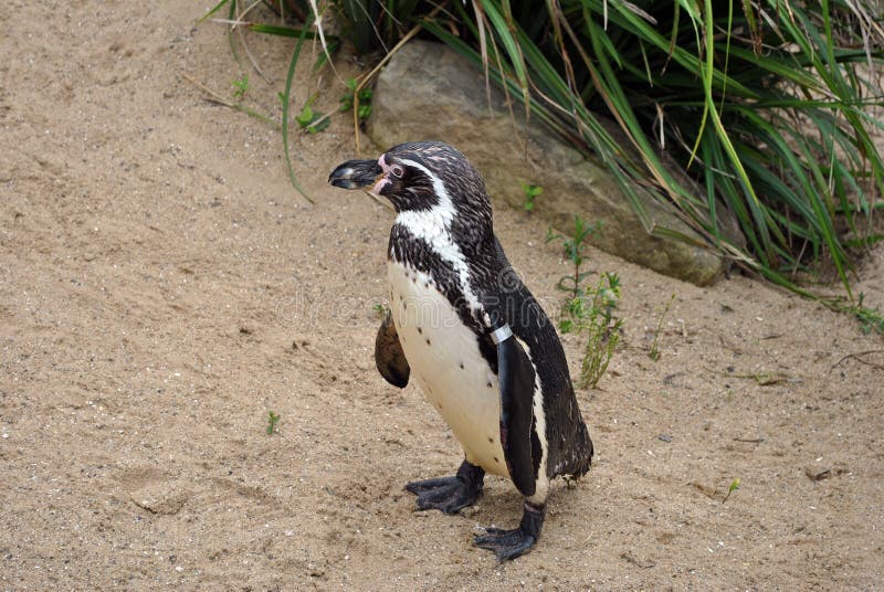 Penguin stock photo. Image of feathered, lone, tiny, white - 25200360