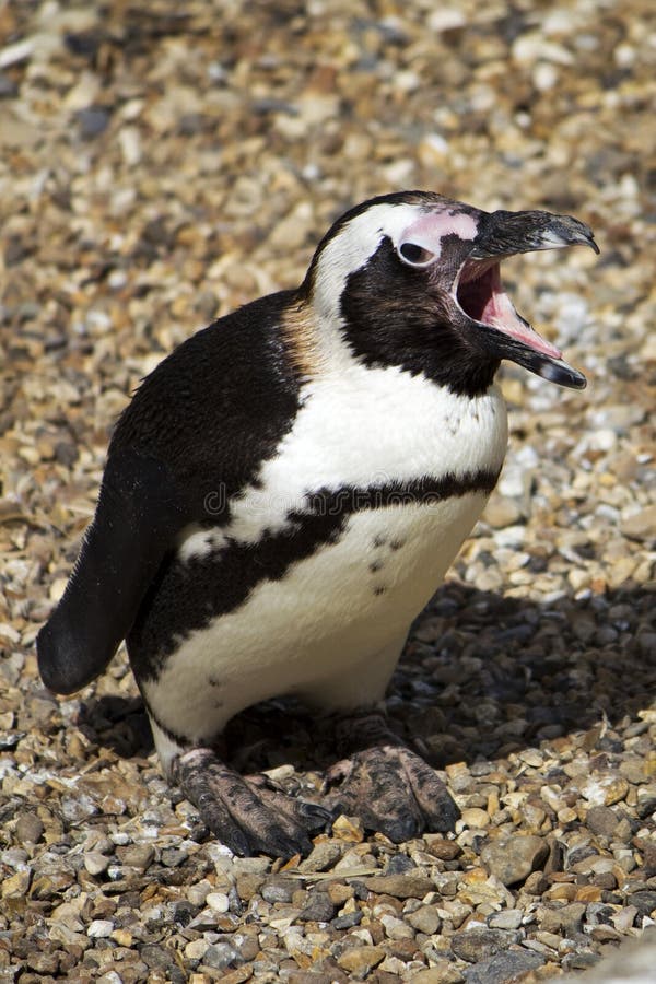 Angry penguin stock photo. Image of penguin, back, evil - 173859566