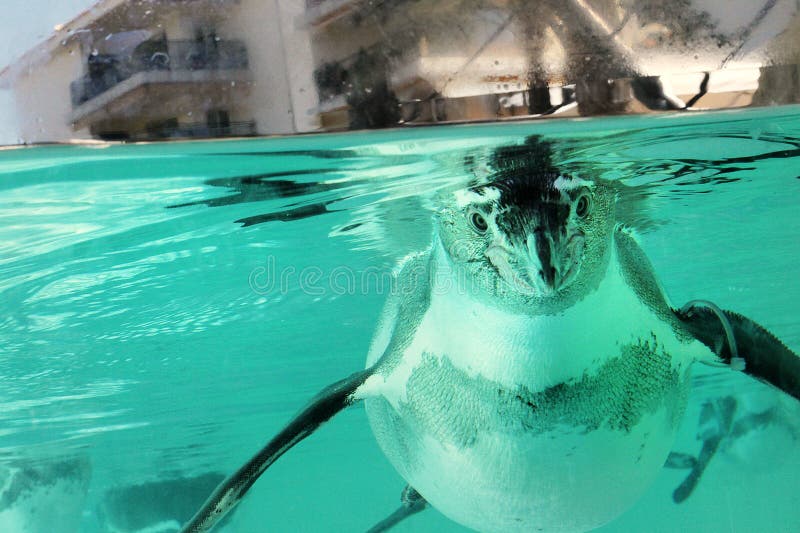 Penguin Trapped in Plastic Net. Stock Image - Image of climate ...