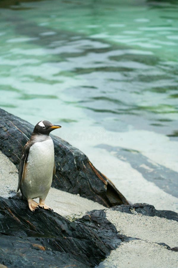 Waddle Fire Truck Stock Photos - Free & Royalty-Free Stock Photos from ...