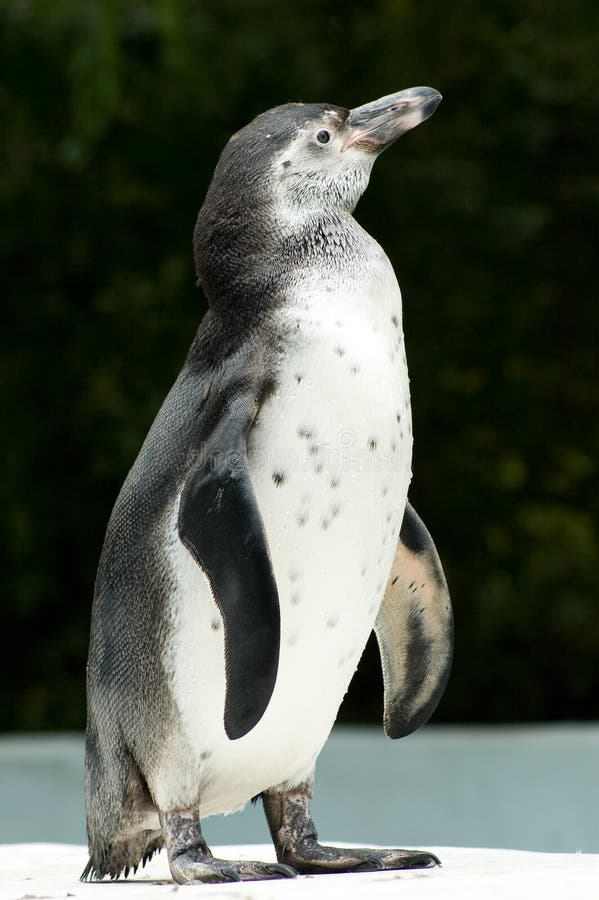Penguin stock image. Image of posture, polar, bird, nature - 5822173