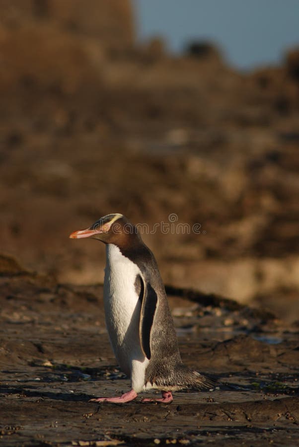 Turkey stock photo. Image of thanksgiving, fields, wildlife - 1166152