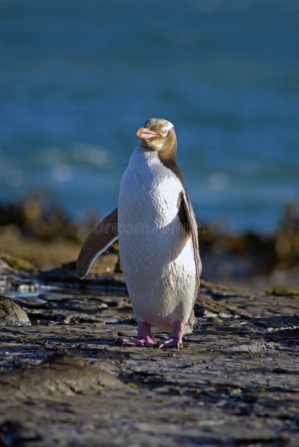 Turkey stock photo. Image of thanksgiving, fields, wildlife - 1166152
