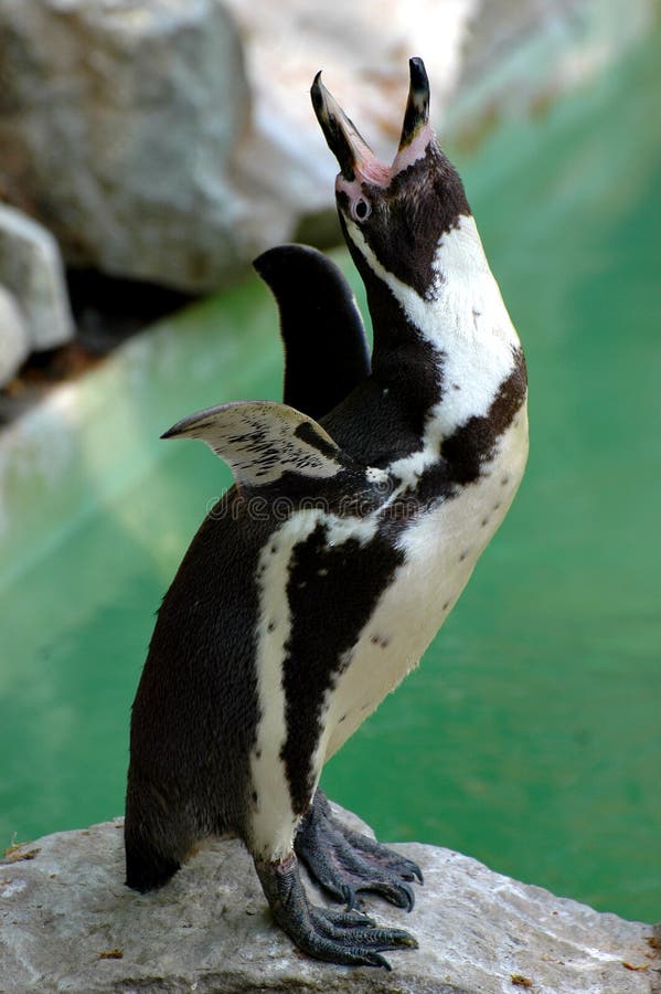 Waving penguin stock photo. Image of marine, tuxedo, nature - 916606