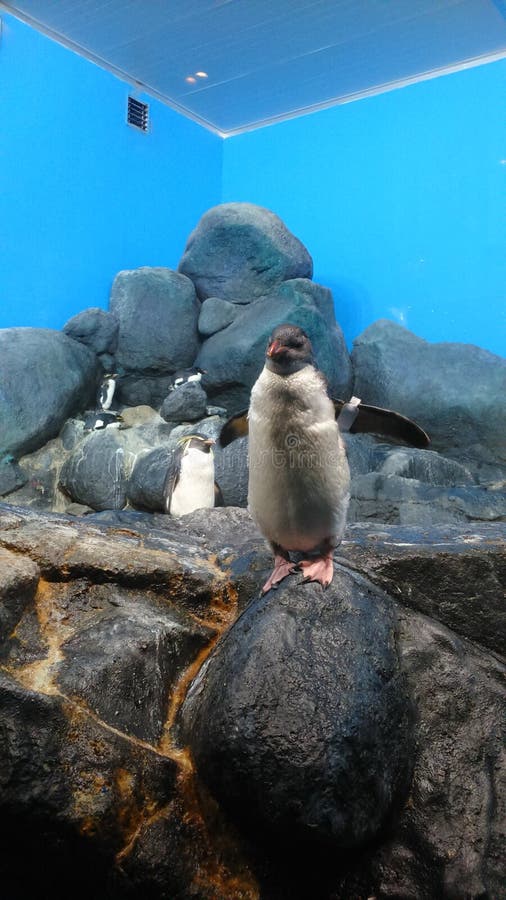 Penguin stock image. Image of birds, nature, action, penguin - 78717177