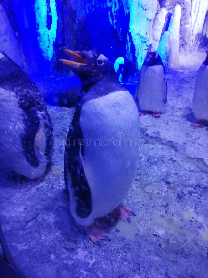 Penguin stock image. Image of nature, cold, penguin - 164725413