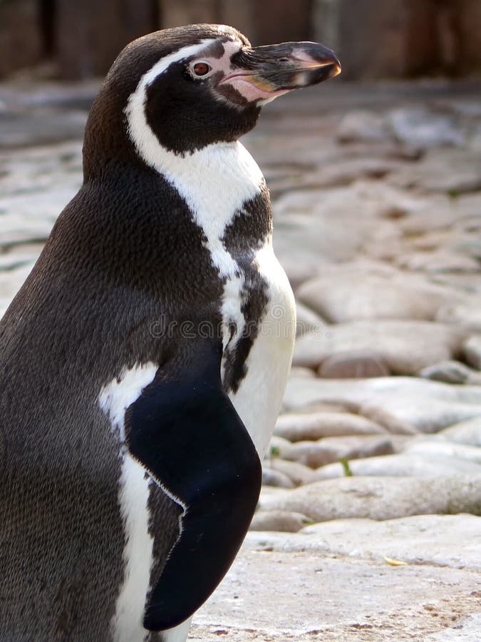 1,118 Penguin Profile Stock Photos - Free & Royalty-Free Stock Photos ...