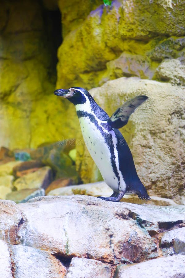 A Penguin in the Aquarium is Swimming Stock Image - Image of animal ...