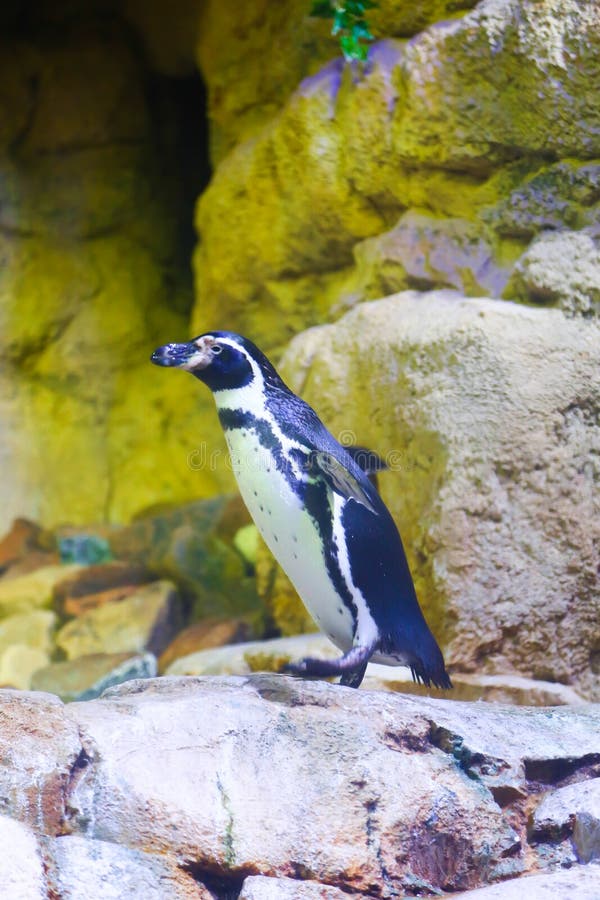 A Penguin in the Aquarium is Swimming Stock Image - Image of animal ...