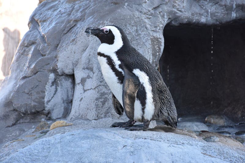 Penguin in an Aquarium stock image. Image of animal, flightless - 88006259