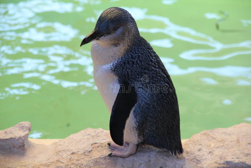 Penguin stock image. Image of zealand, weep, bird, animal - 61890819