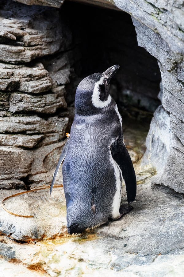 Penguin on Back Rocks. in Its Natural Habitat Stock Photo - Image of ...