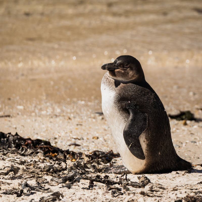 Penguin Basking on a Sandy Beach. Stock Image - Image of animal ...