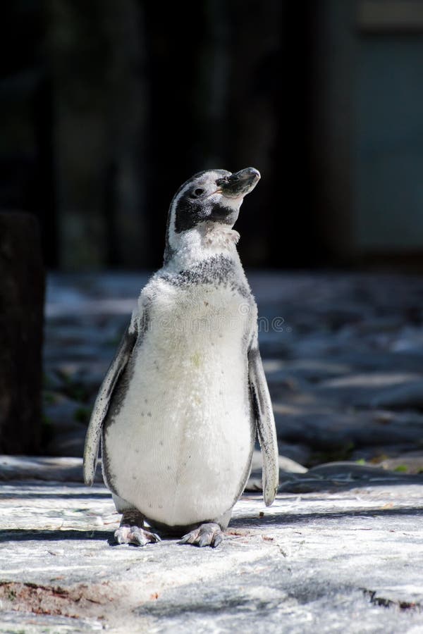 The Penguin is Basking in the Sun Stock Image - Image of white, blue ...