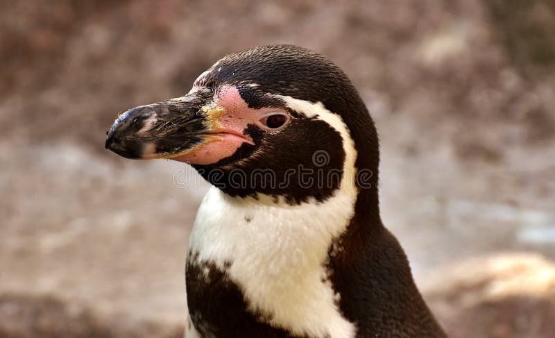 Penguin, Bird, Flightless Bird, Beak Picture. Image: 102644811