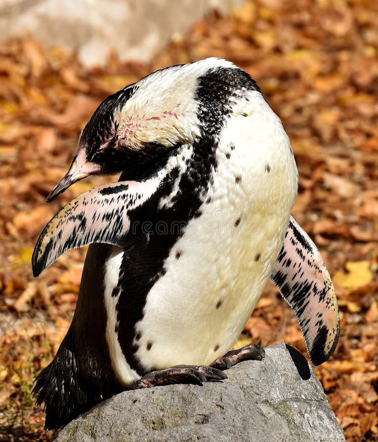 Penguin, Bird, Flightless Bird, Beak Picture. Image: 102644811