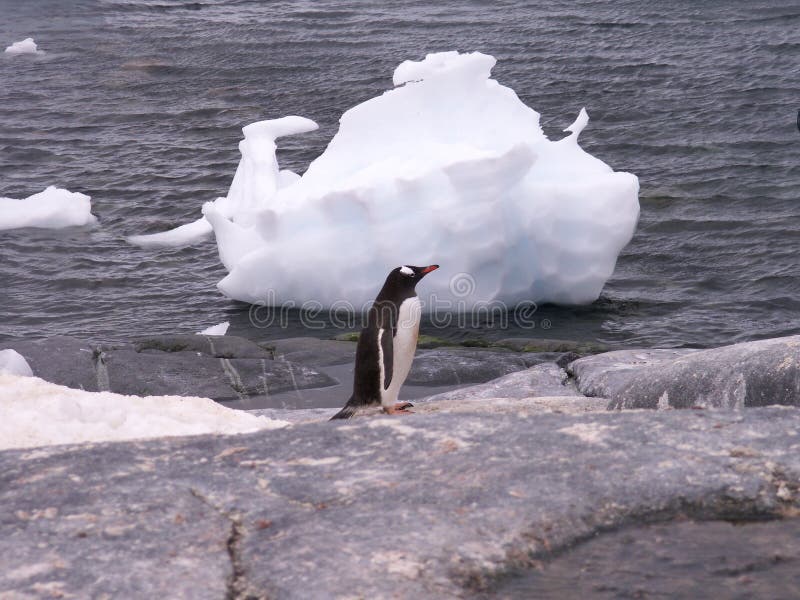 Penguin and block of ice stock photo. Image of coldness - 2537974