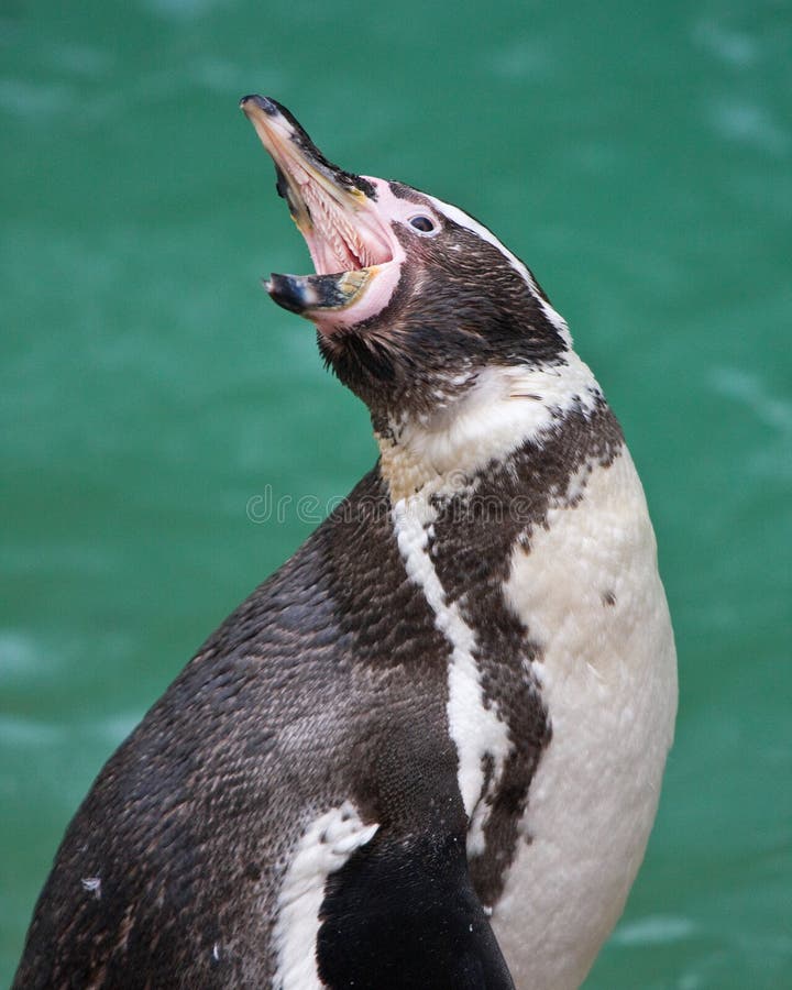 Penguin calling stock photo. Image of open, water, calling - 39122680