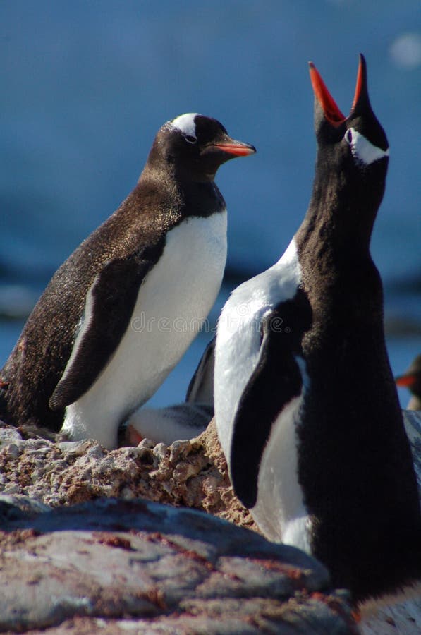 Penguins in Antarctica stock image. Image of calling - 103897985