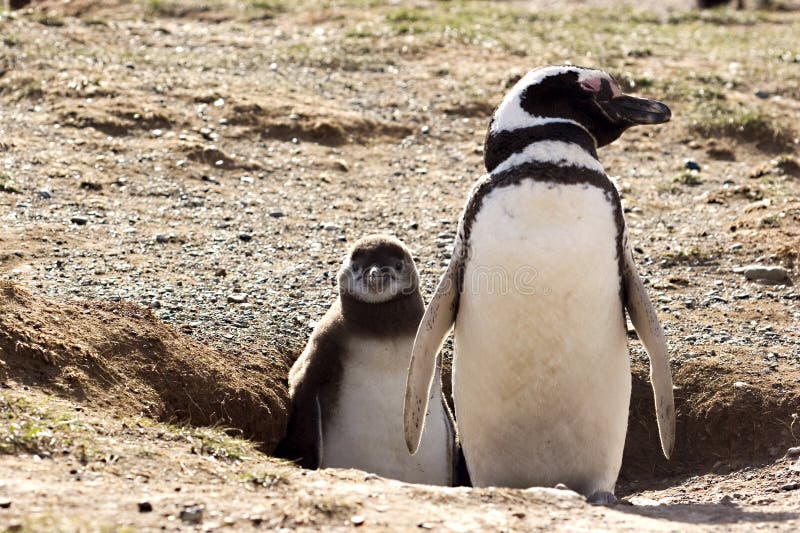 Penguin with chick stock photo. Image of cold, floe, penguin - 4738262