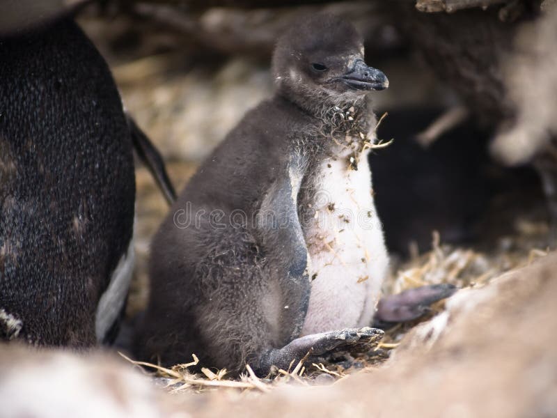 Penguin chick stock photo. Image of bird, nature, spheniscus - 5561278