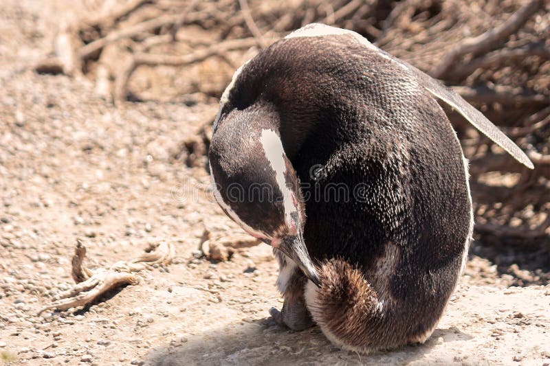 Penguin circle stock image. Image of park, chip, argentina - 50313705