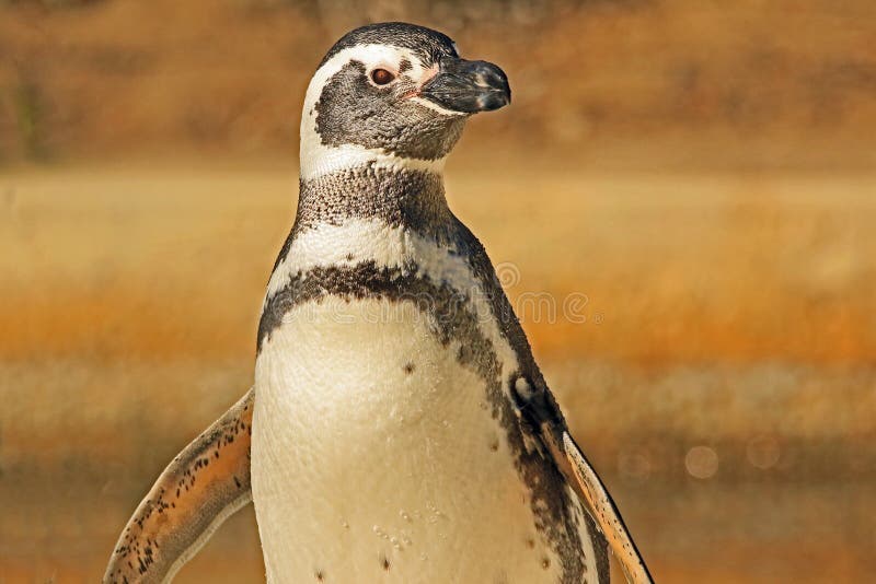 Close-up Penguin stock image. Image of stripe, eyes, wings - 8488613