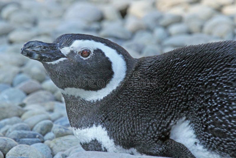 Close-up Penguin stock image. Image of stripe, eyes, wings - 8488613