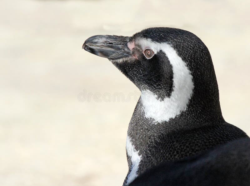 Close Up Penguin stock image. Image of cold, stand, right - 8502663