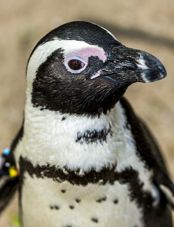 Penguin stock image. Image of beauty, young, black, beak - 87731883