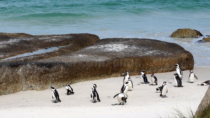 Penguin Colony at the Beach Stock Image - Image of strand, penguins ...