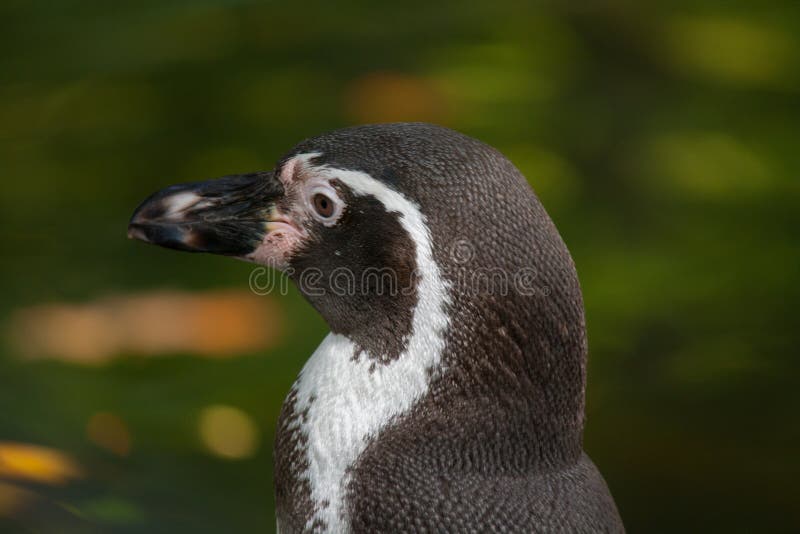 Penguin Profile Stock Photos - Download 573 Royalty Free Photos