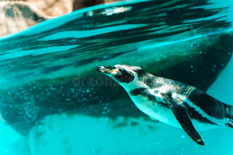 The Penguin Dives and Swim Under the Water. Stock Photo - Image of ...