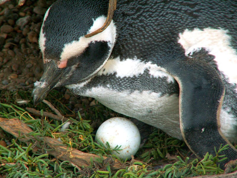 Macaroni Penguins, South Georgia Stock Photo - Image of distant, plumes ...