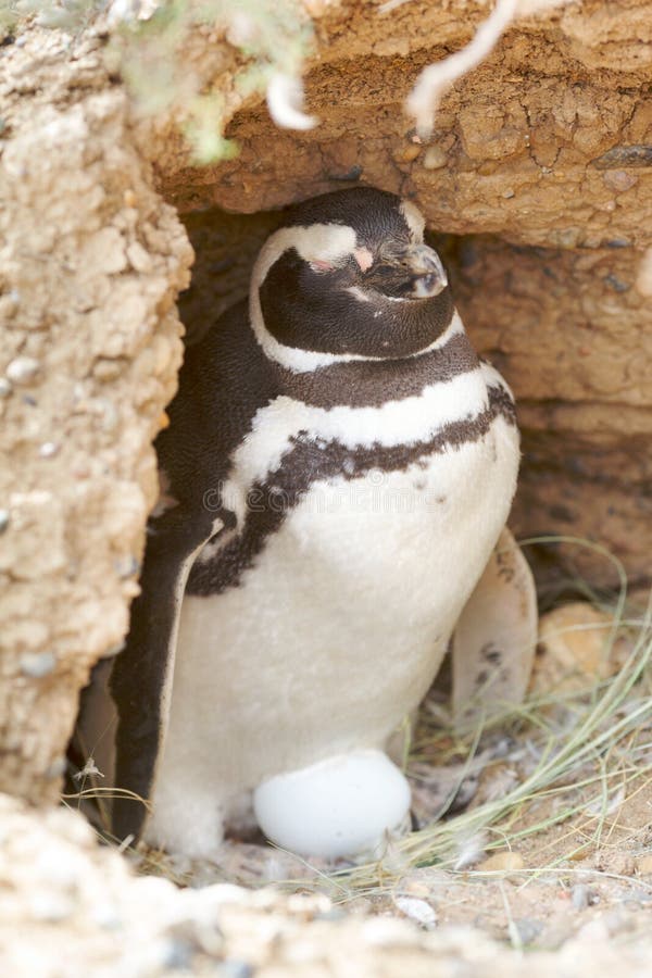 Penguin and Egg stock photo. Image of beauty, bird, wildlife - 11879784