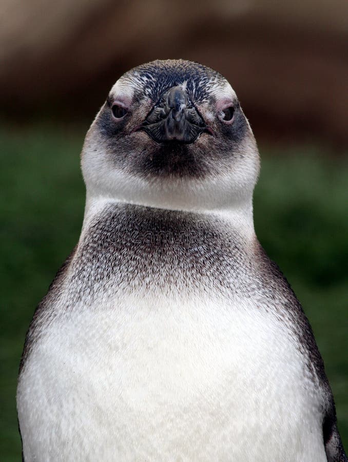 Penguin face stock image. Image of gray, mottled, forward - 8679821