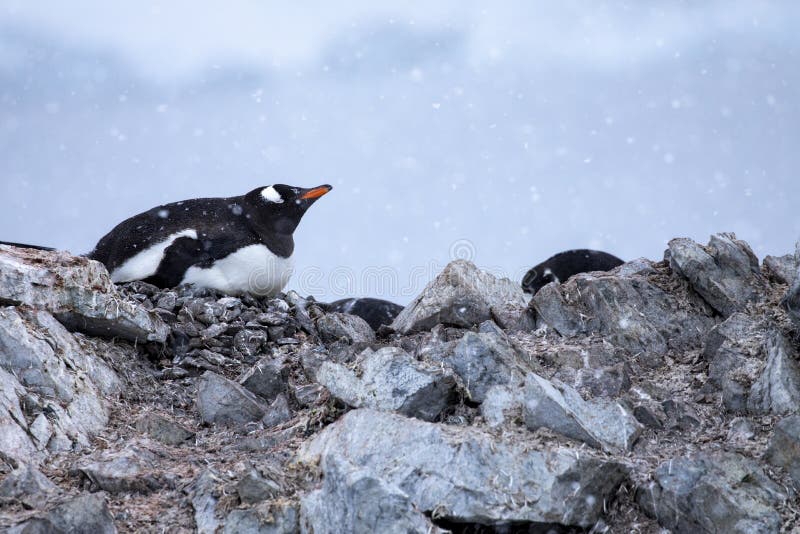 Penguin falling snow stock photo. Image of hatchery - 173858914