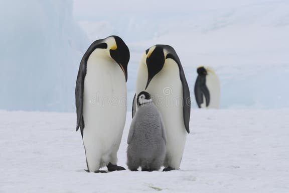 Penguin Family stock image. Image of antarctic, family - 8736943