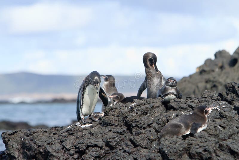 Penguin Family in the Wild, Galapagos Islands Stock Image - Image of ...