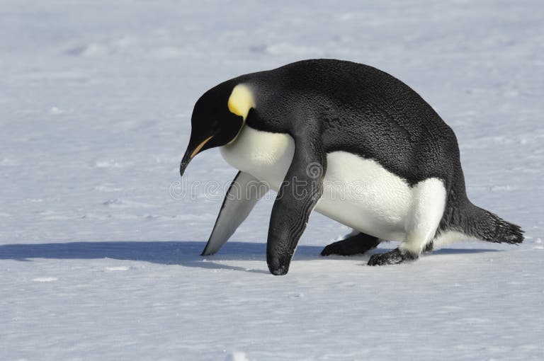 Penguin fitness stock photo. Image of exercise, aves, extreme - 1997620