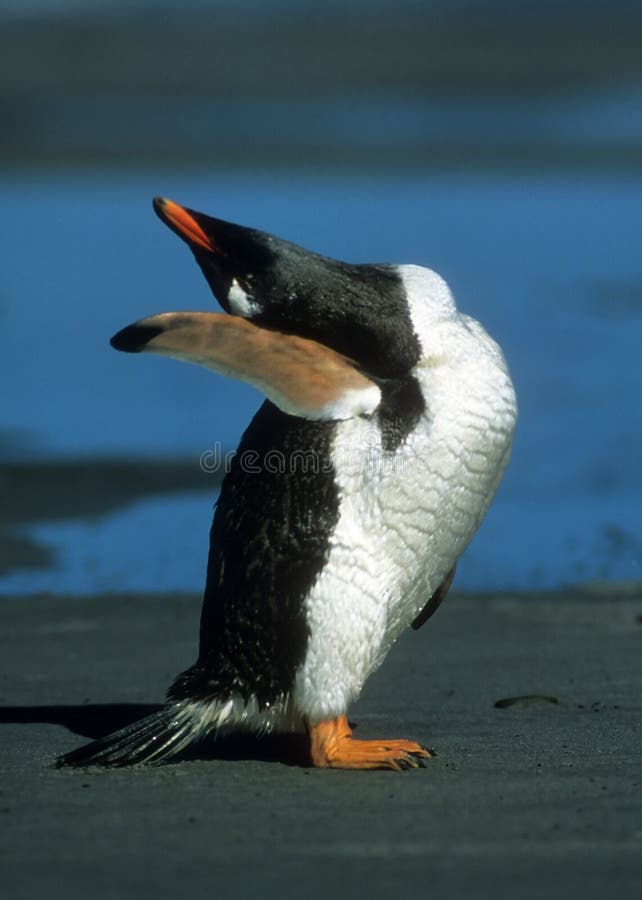 Penguin fitness stock image. Image of white, chick, winter - 4188653
