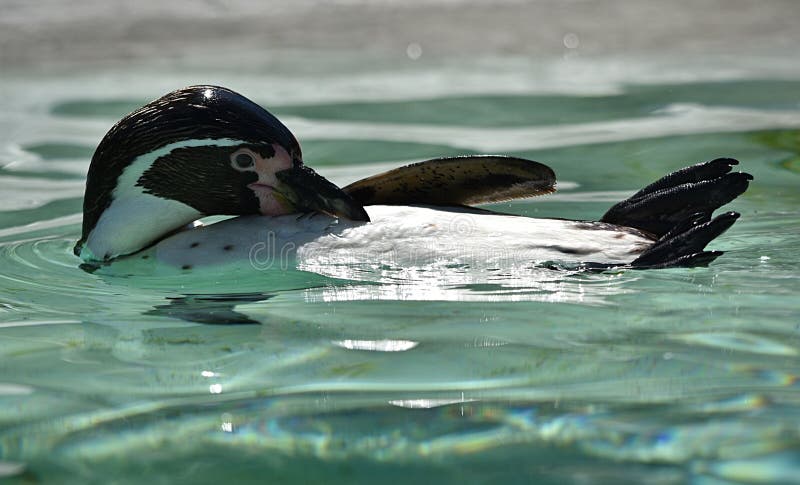 A Penguin Floats on the Surface of the Water Stock Photo - Image of ...