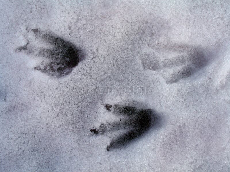 Penguin footprint stock image. Image of frost, grey, antarctica - 24026423