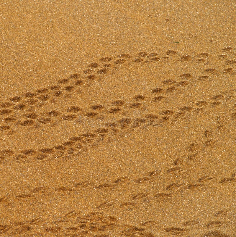 Penguin footprint stock image. Image of white, image - 24026423