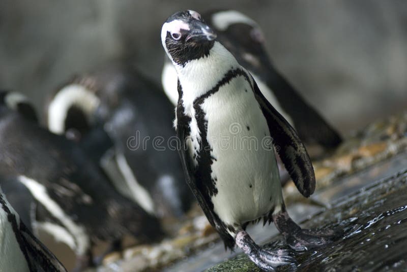 Penguin and friends stock photo. Image of gardens, friends - 3341704