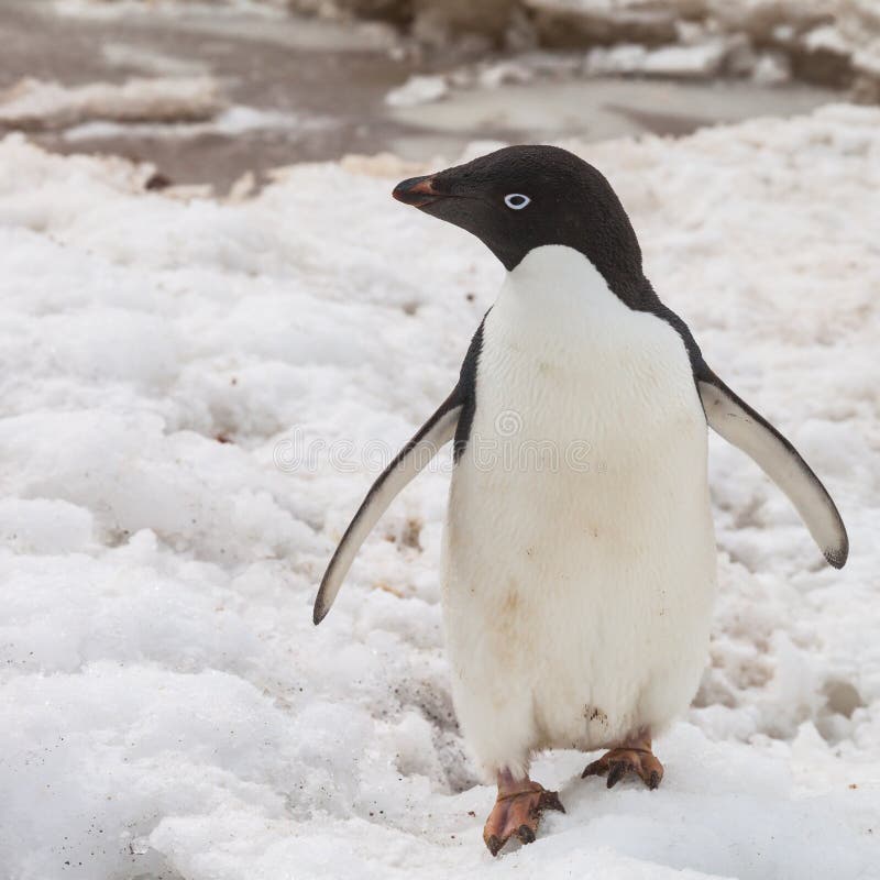 Penguin stock photo. Image of tourism, cold, bird, color - 77456180