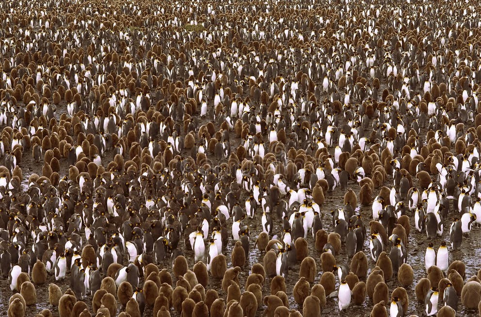 Penguin Ghetto stock photo. Image of salisbury, georgia - 19006